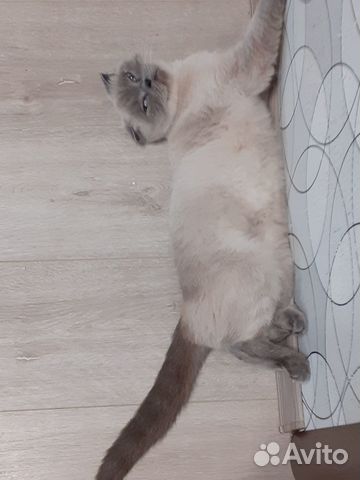Шотландская кошка вязка