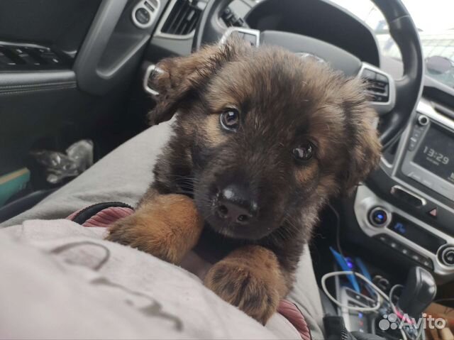 Нюша ищет дом