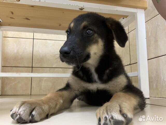 Щенок мальчик 2месяца