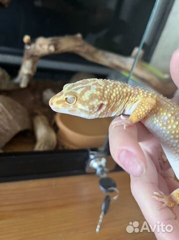 Эублефары 2 девочки (2 года) + террариум