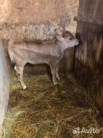 Телята бычки тёлочки доставка