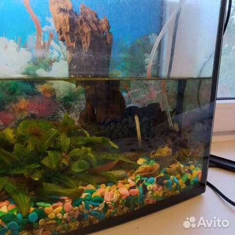 Аквариумные рыбки