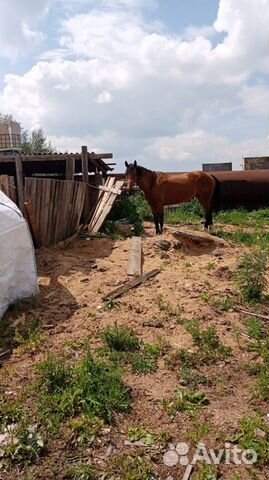 Продам лошадь