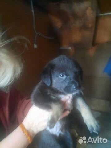 Собаки бесплатно в добрые руки щенки