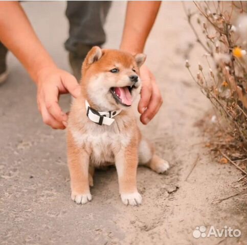 Щенки Shiba inu