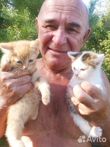 Котята в добрые руки