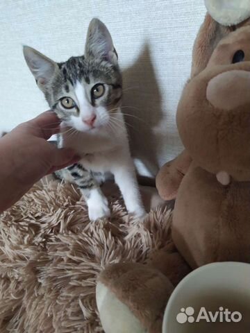 Кошка