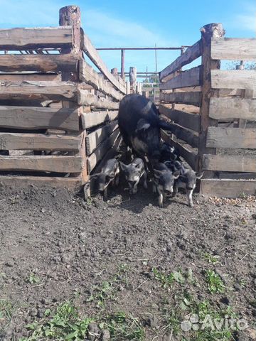 Поросята венгерской мангалицы,свиноматка венгерско