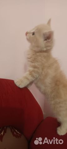 Отдам в добрые руки котенка