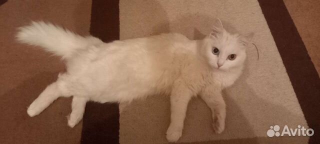 Котята турецкой ангоры
