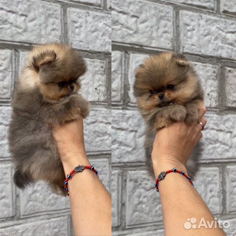 Микро мини шпиц