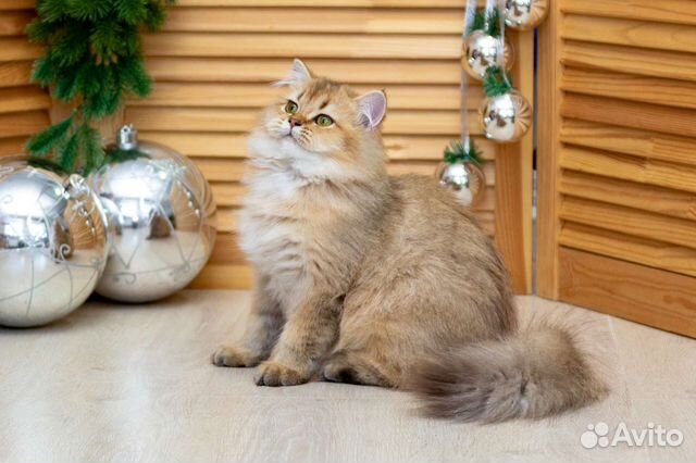 Британская шоколадная шиншилла