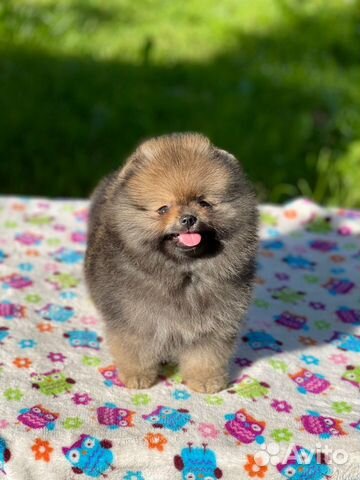 Лав Ис Топ Дженифер Померанский шпиц