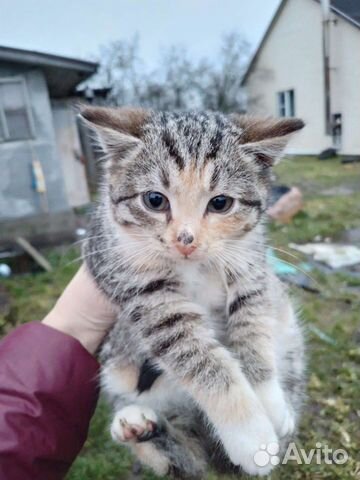 Кошка в дар бесплатно