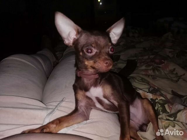 Ищем подружку для вязки