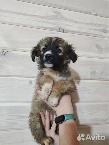 Малышка Енотик в добрые ручки, 3мес