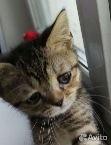 Котенок инвалид ищет дом