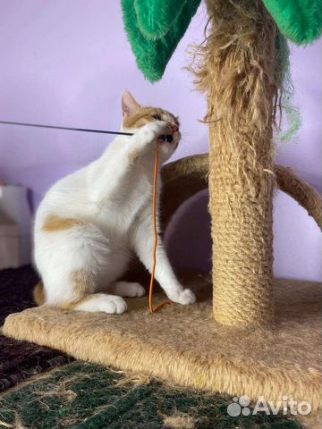Котенок, кошка стерилизованая