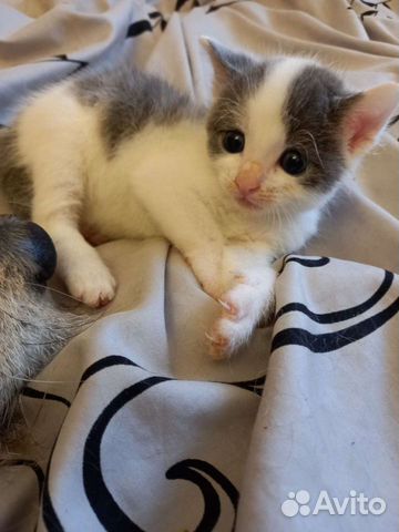 Ккотик возраст 1 месяц в добрые руки