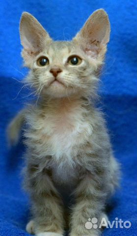 Котенок- ласковая девочка