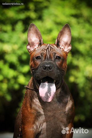 Щенки Китайского чунцина