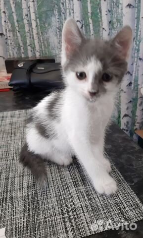 Милый котик ответственным людям