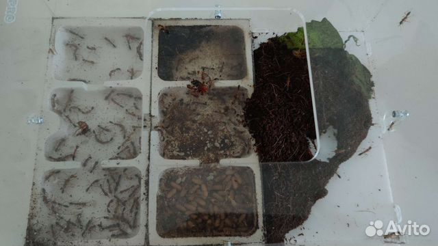 Колония harpegnatos saltator(салтаторы)