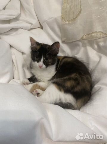 Котенок девочка трехцветная