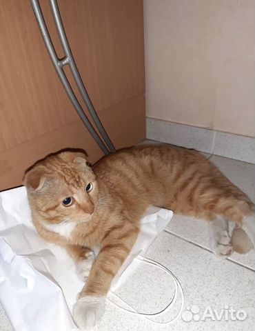 Котик