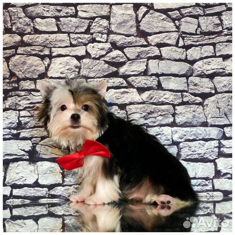 Йорк чёрный с белым мальчик бэби фейс