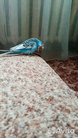 Волнистый попугай с клеткой