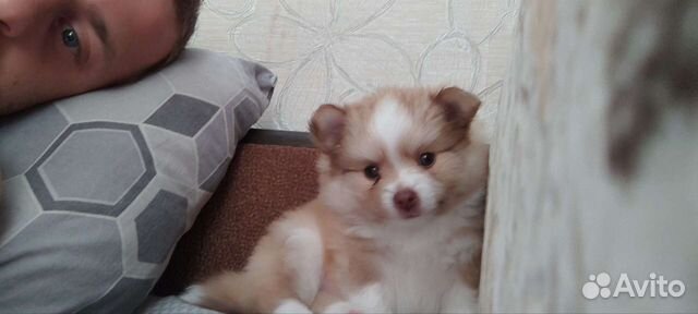 Маленькая собака шпиц