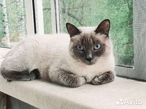 Голубоглазый котик, окрас блю-пойнт