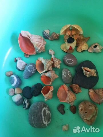Украшения для аквариума ракушки и камушки необычны