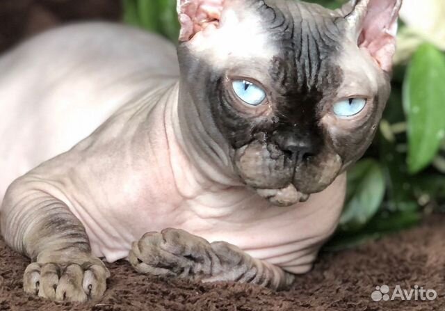 Канадский сфинкс кот вязка