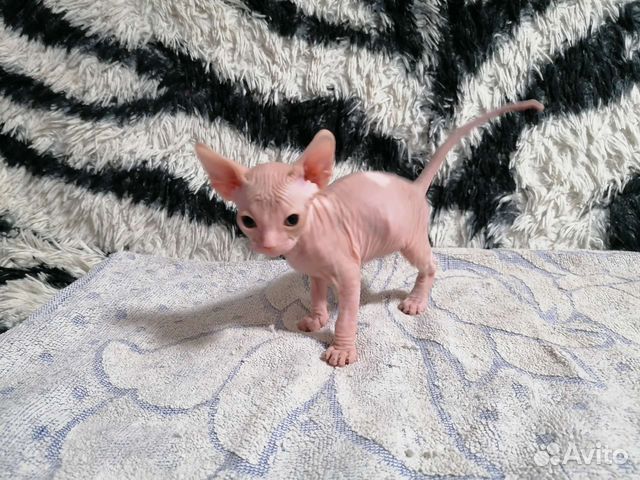 Донской сфинкс (мальчик, родился 02.07.2022)