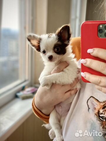 Породный малыш РКФ клеймо