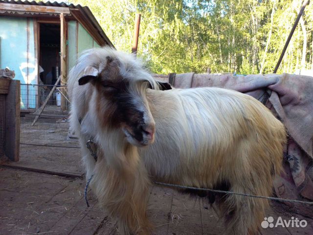 Козёл породы Альпиец