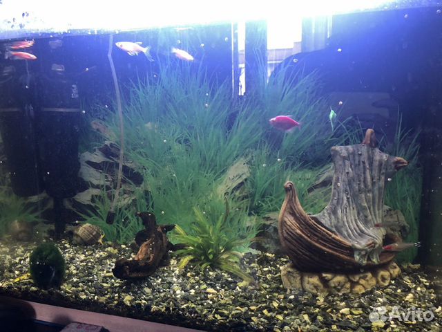 Аквариумные рыбки