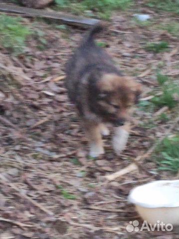 Отдать щенков