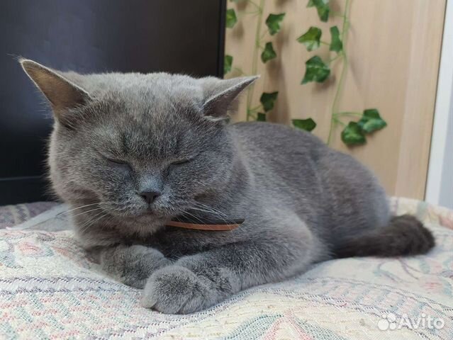 Британская кошка