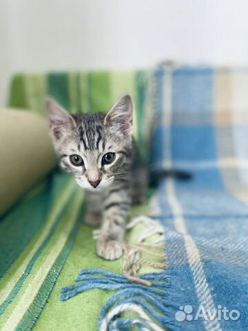 Серьезный кот полосатик Митяй