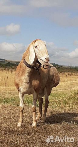Баран породы гисар