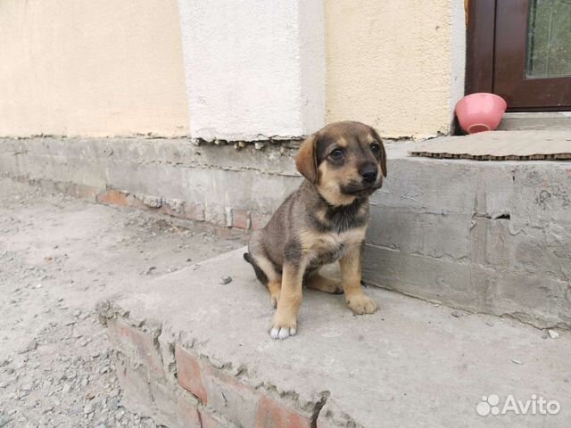 Щенок в добрые руки