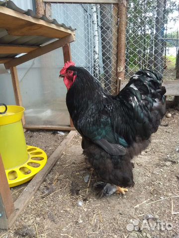 Куры кохинхины, кучинские юбилейные,мараны