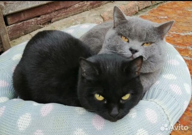 Дружные британский котик и кошка