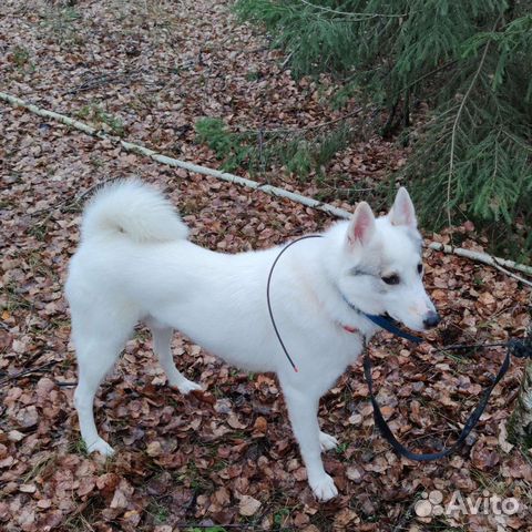 Зсл кобель вязка