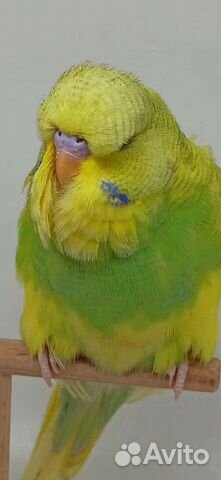 Ввп Чех самец