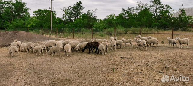 Овцематки с ягнятами