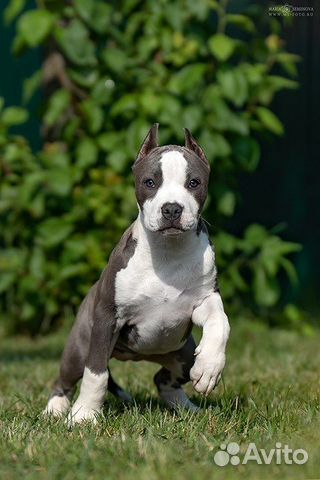 Девочка-красавица голубого окраса из питомника